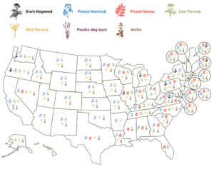 Plant Allergic Contact Dermatitis – Poison Ivy – Appalachian Spring ...